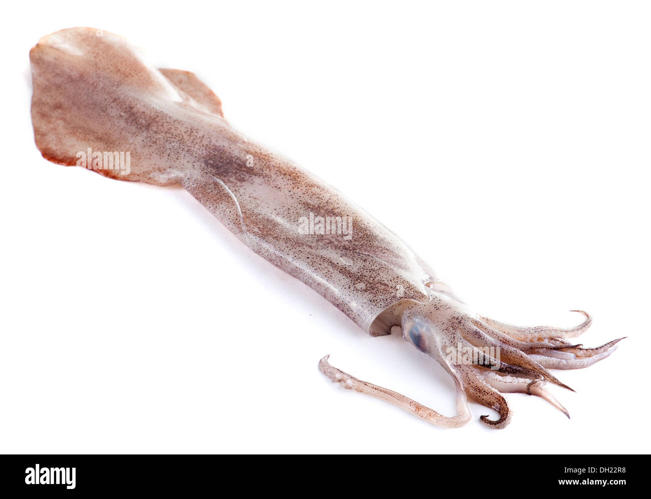 Calamari background hi-res stock photography and images - Alamy