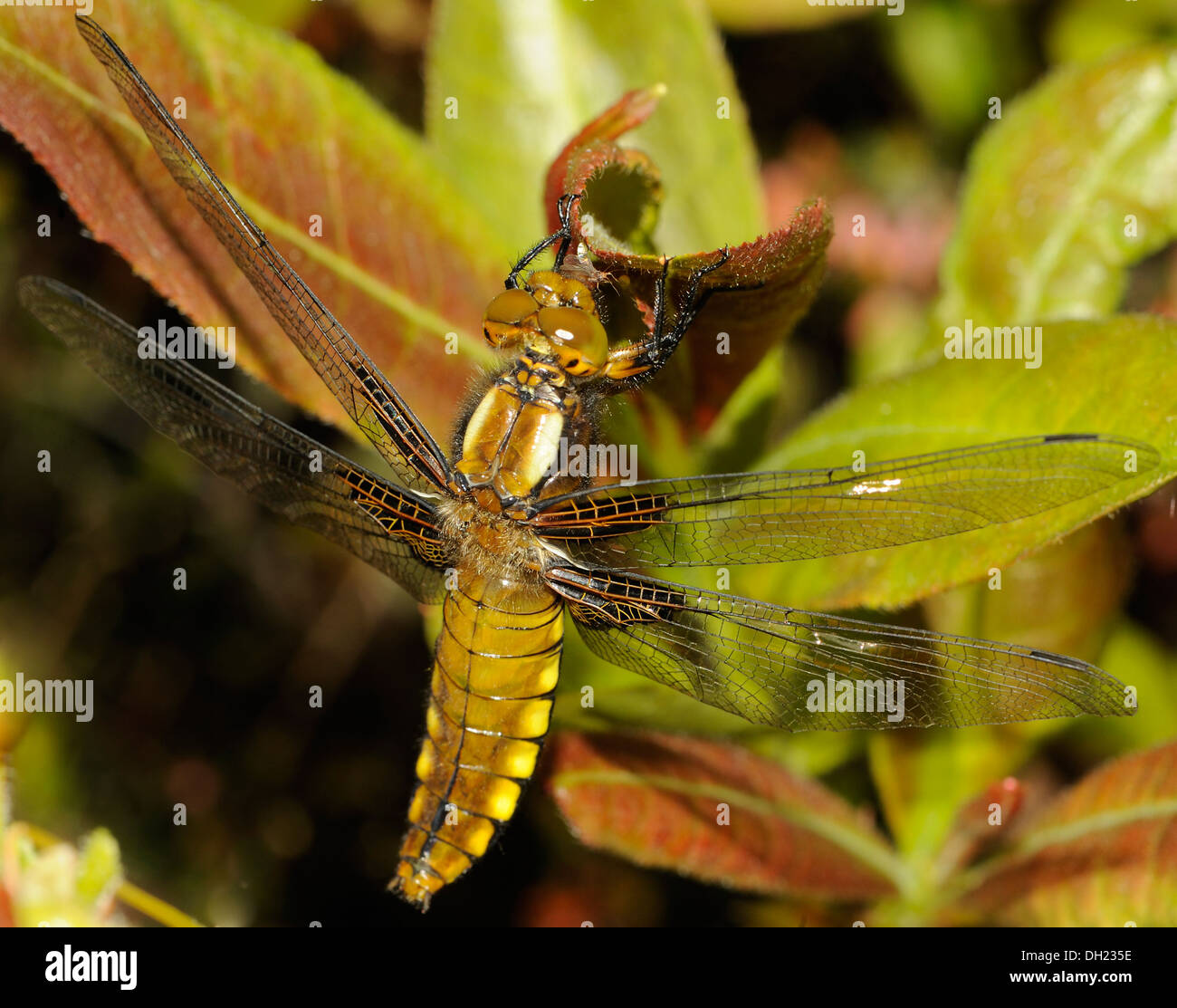 A female Broad-bodied Chaser (Libellula depressa) dragonfly. Bedgebury ...