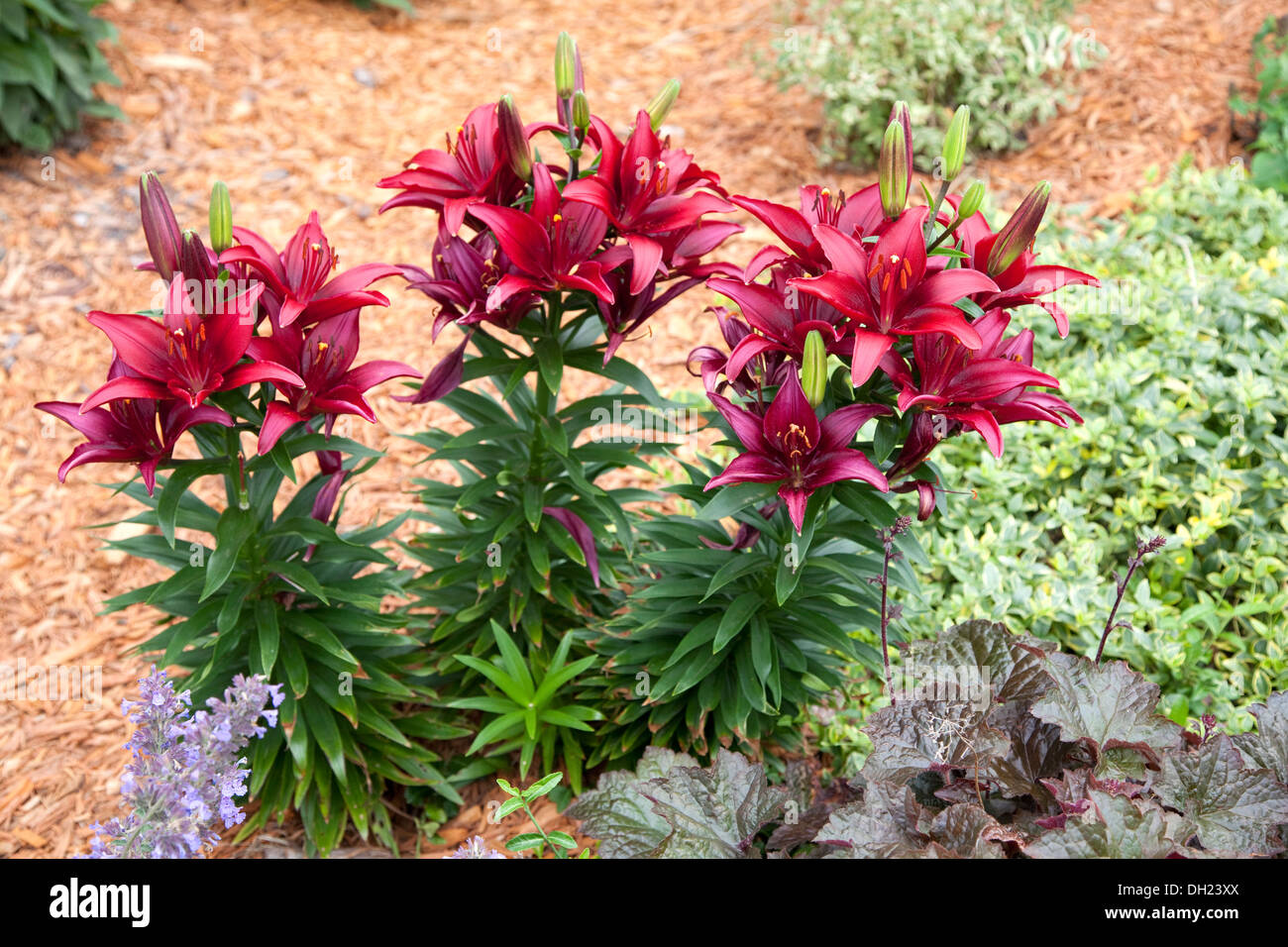 Beautiful maroon lilies. Hayward Wisconsin WI USA Stock Photo - Alamy