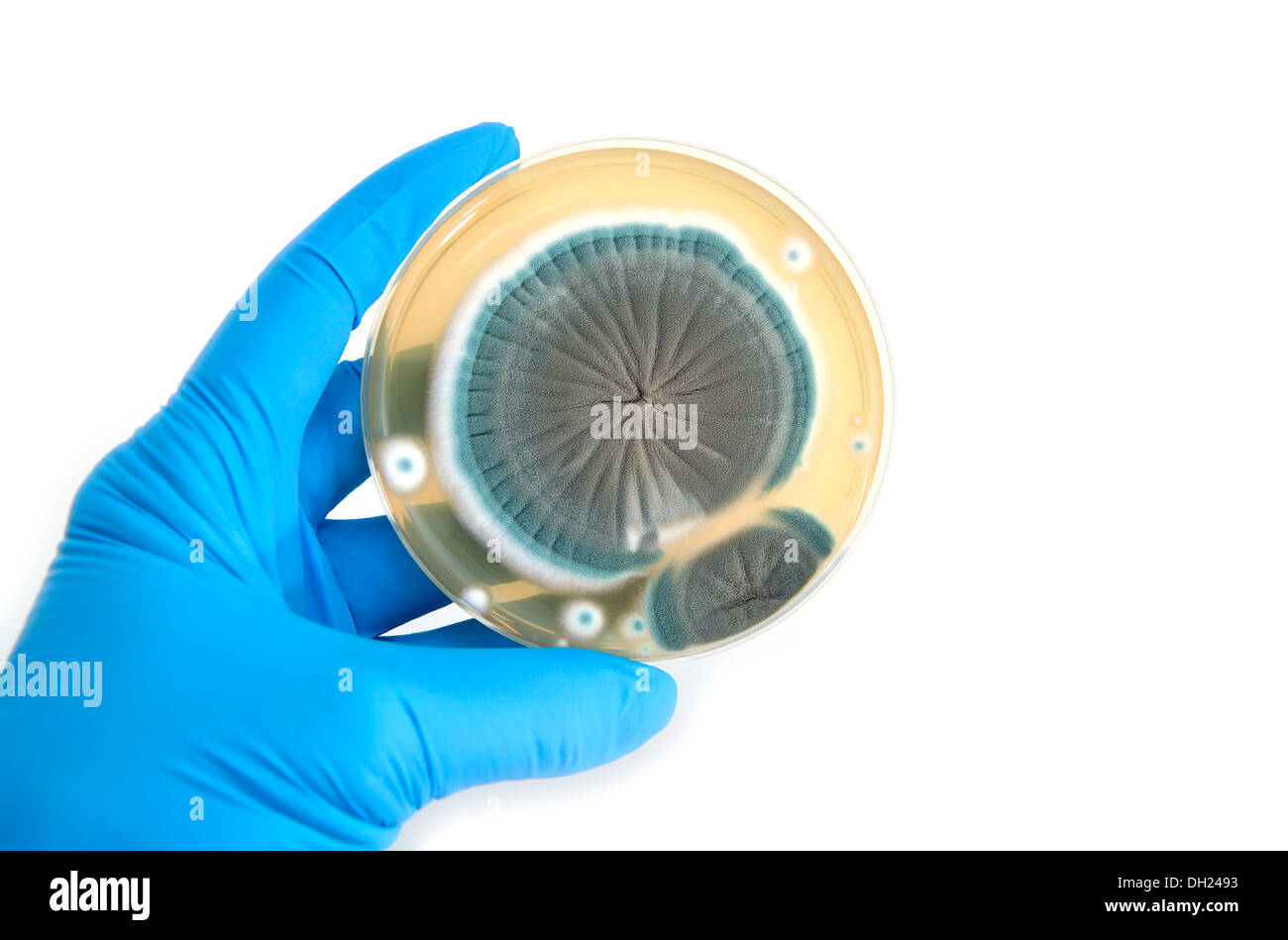 genetically modified fungi on agar plate over white background Stock ...