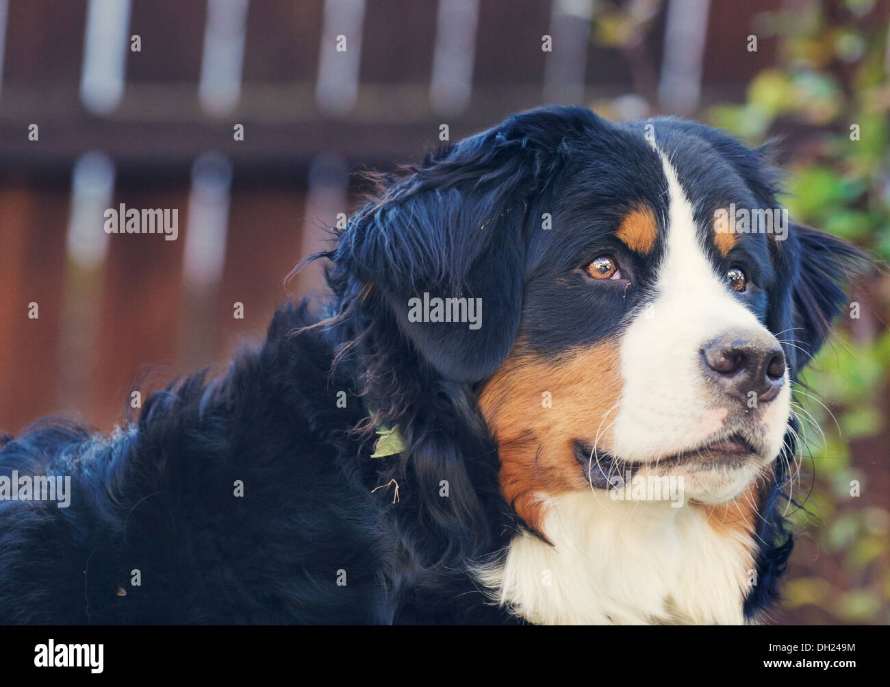 Bernese mountain puppy hi-res stock photography and images - Alamy
