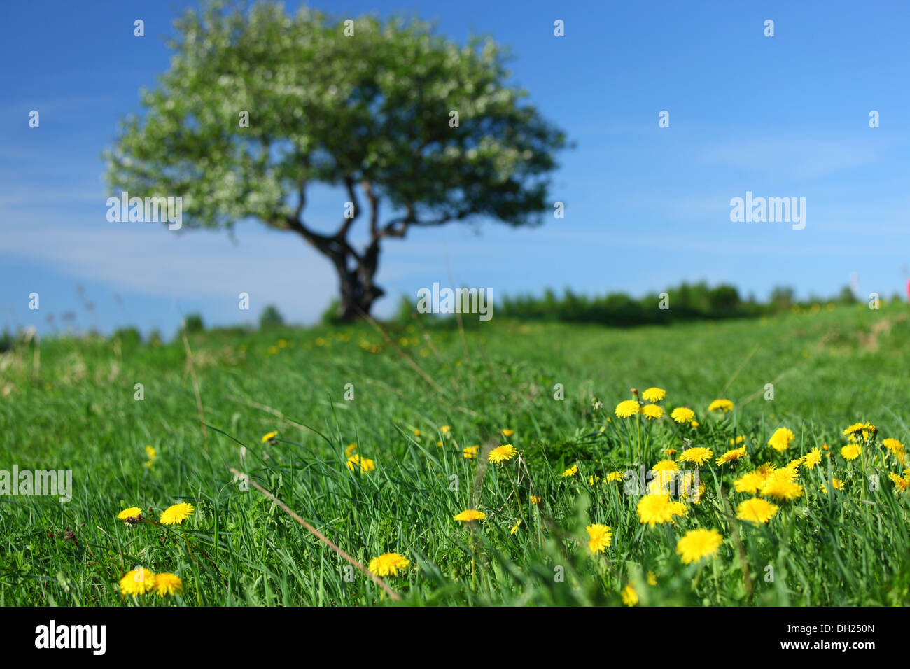 alone tree on green grass field Stock Photo - Alamy