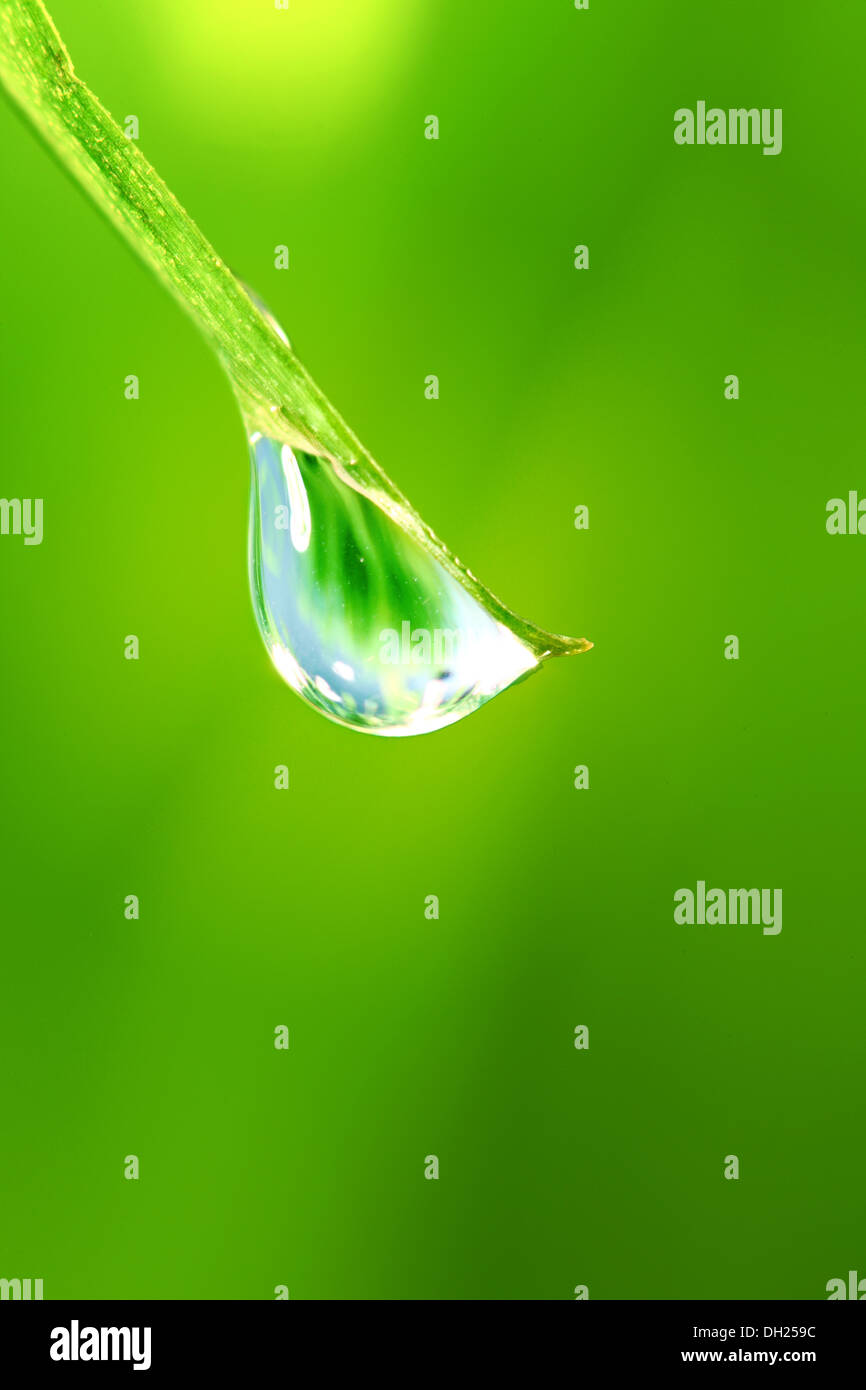 big water drop on grass blade Stock Photo - Alamy