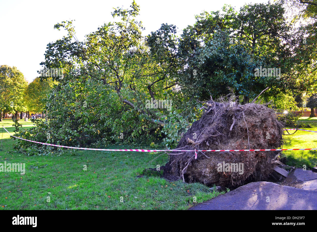 Tree brought down by storm hi-res stock photography and images - Alamy