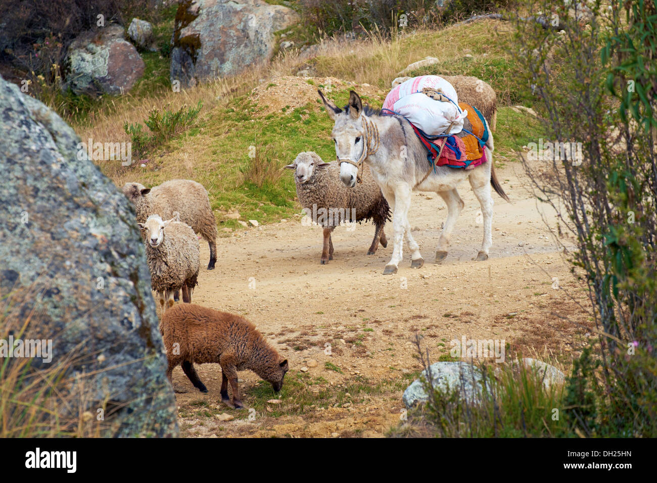 A donkey and livestock making their way to grazing pastures in the ...