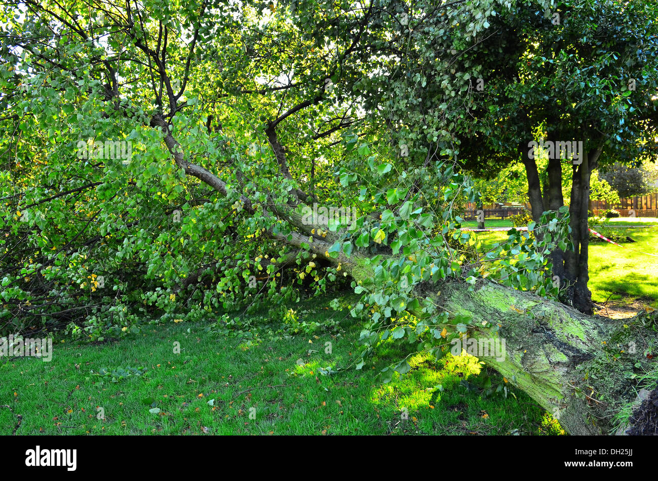 Wind storm tree hi-res stock photography and images - Alamy