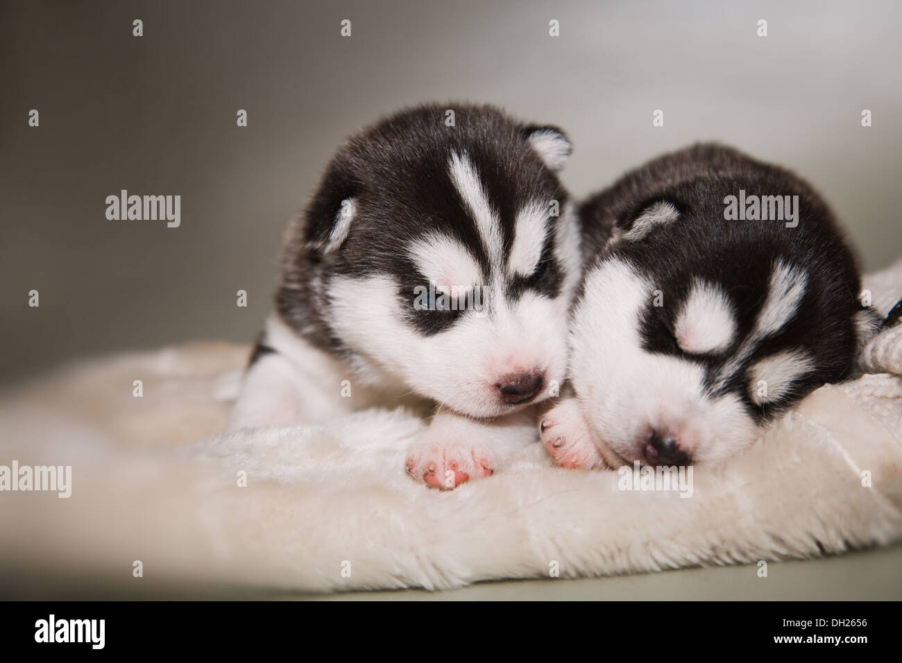 Newborn husky puppy hi-res stock photography and images - Alamy