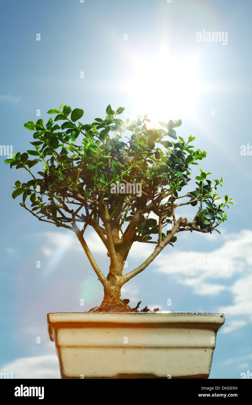 Japan bonsai sky hi-res stock photography and images - Alamy