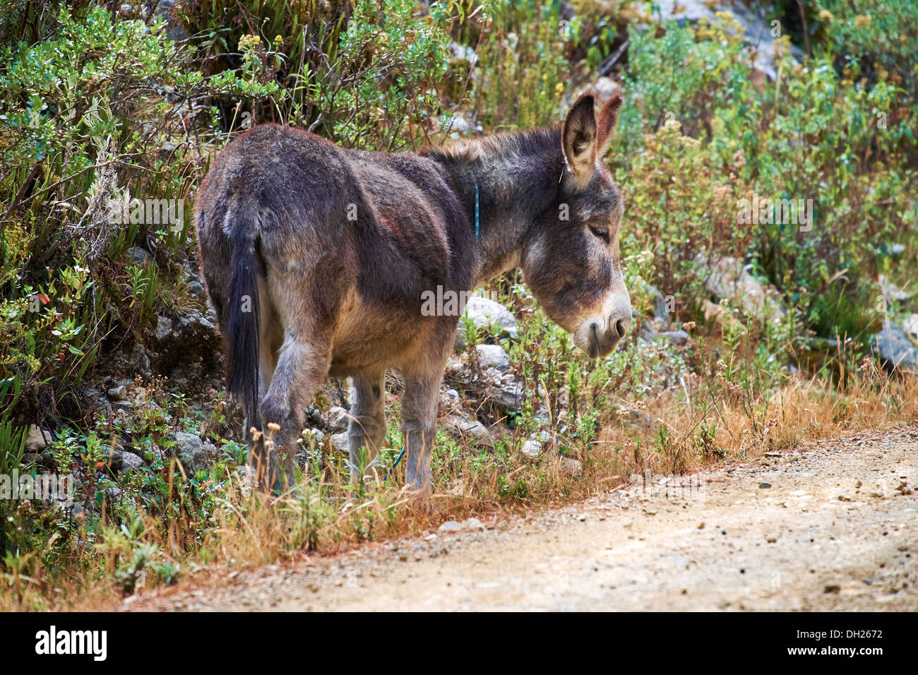 A donkey on the road leading to Cojup in the Peruvian Andes, South ...