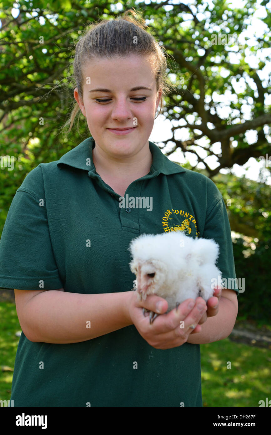 Young girl holding Barn Owl (Tyto alba) chick at display, Burgh-le ...