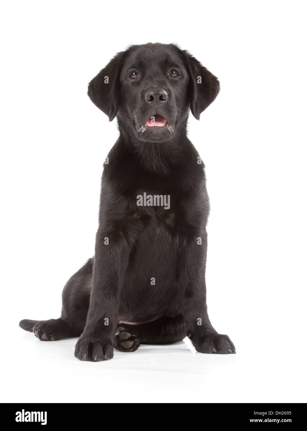 Cute Black Labrador Puppy Cut Out Stock Images & Pictures - Alamy