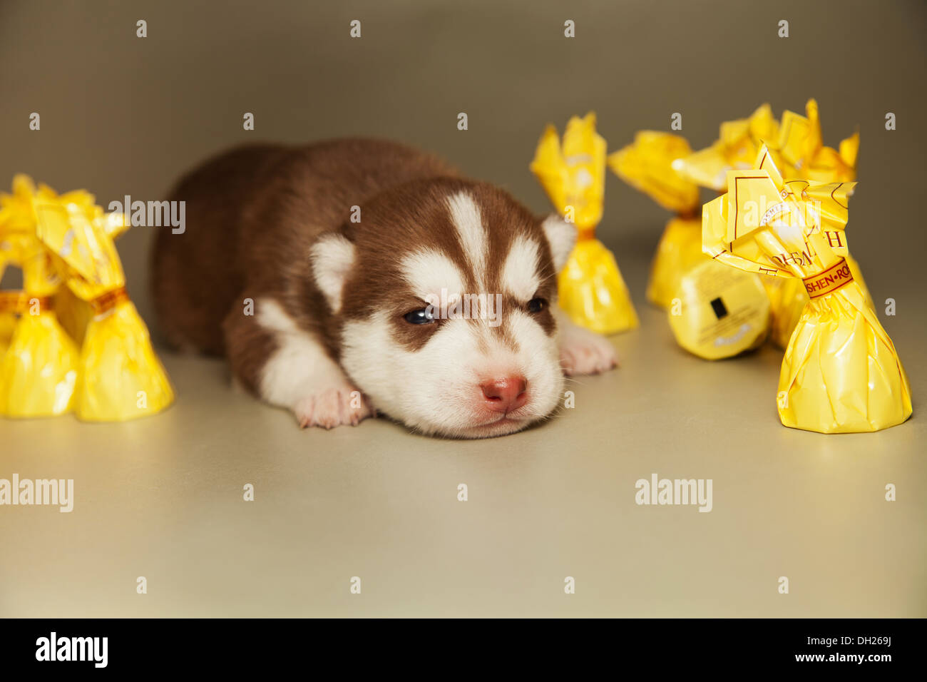 Newborn husky puppy hi-res stock photography and images - Alamy