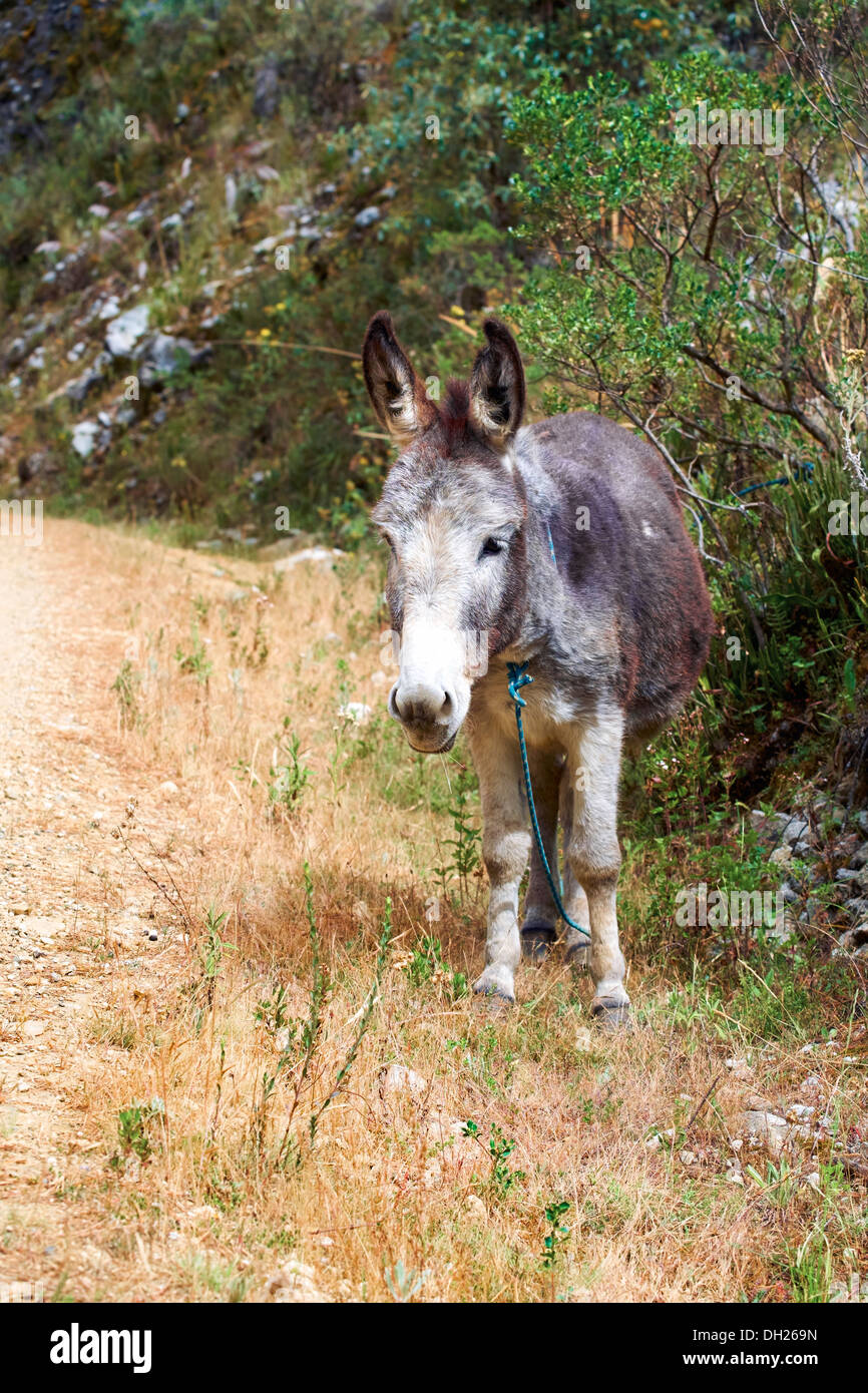 A donkey on the road leading to Cojup in the Peruvian Andes, South ...