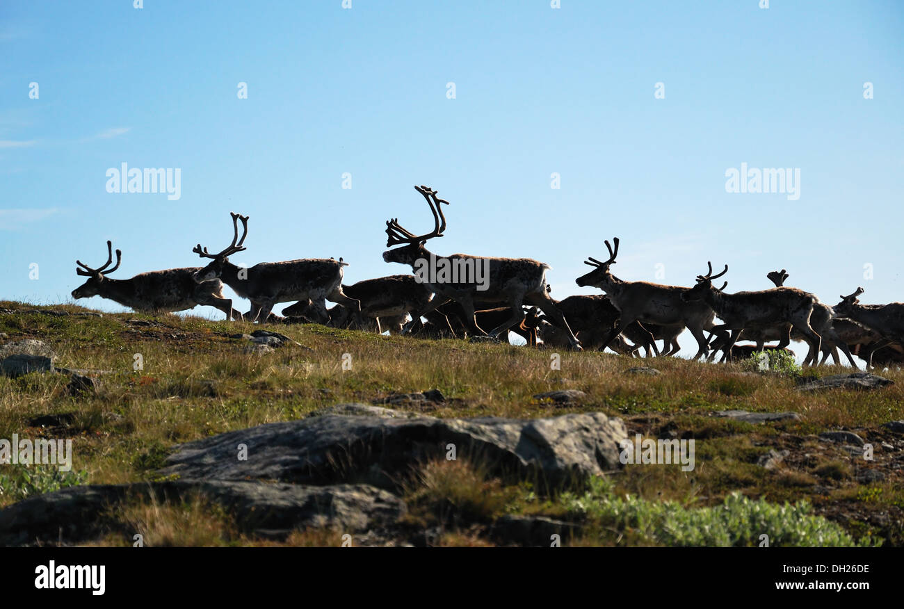 Reindeer running hi-res stock photography and images - Alamy