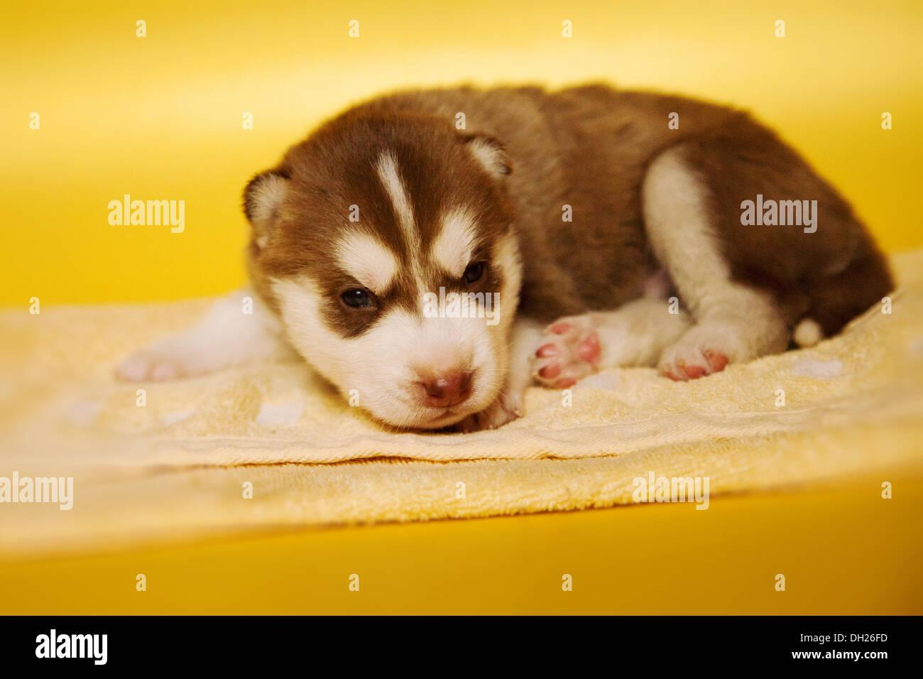 Newborn husky puppy hi-res stock photography and images - Alamy