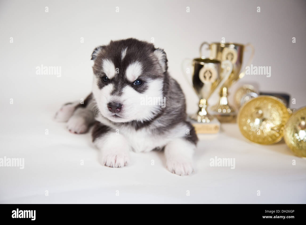 Prize cub hi-res stock photography and images - Alamy