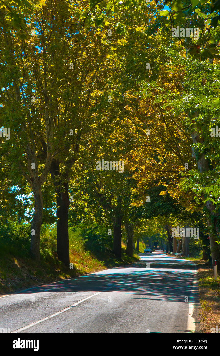 Arcade of trees hi-res stock photography and images - Alamy