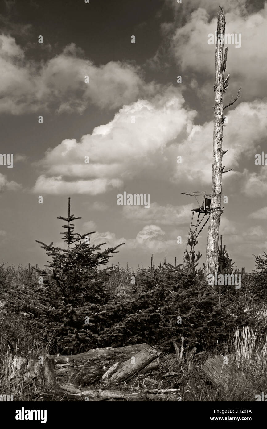North Cornwall forest lookout platform for forestry observer built on ...