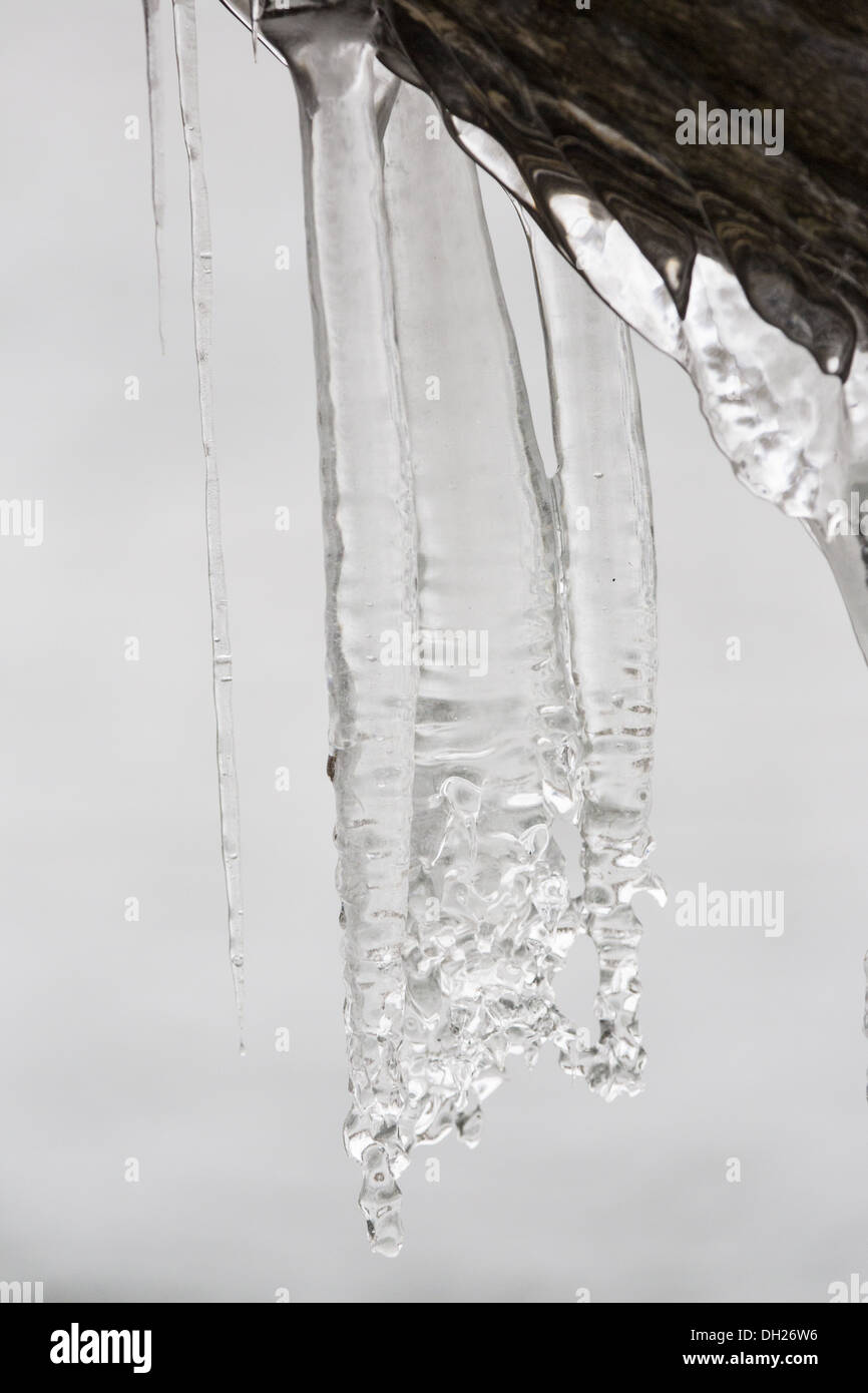 Ice on a tree Stock Photo - Alamy