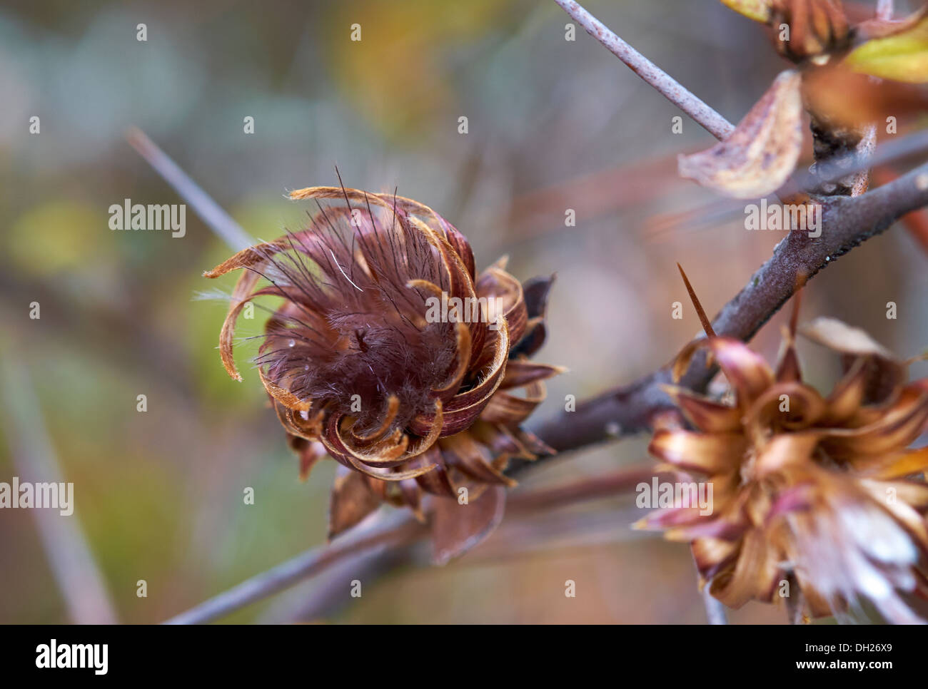 Mountain plants In the Andes, Peru, South America Stock Photo - Alamy
