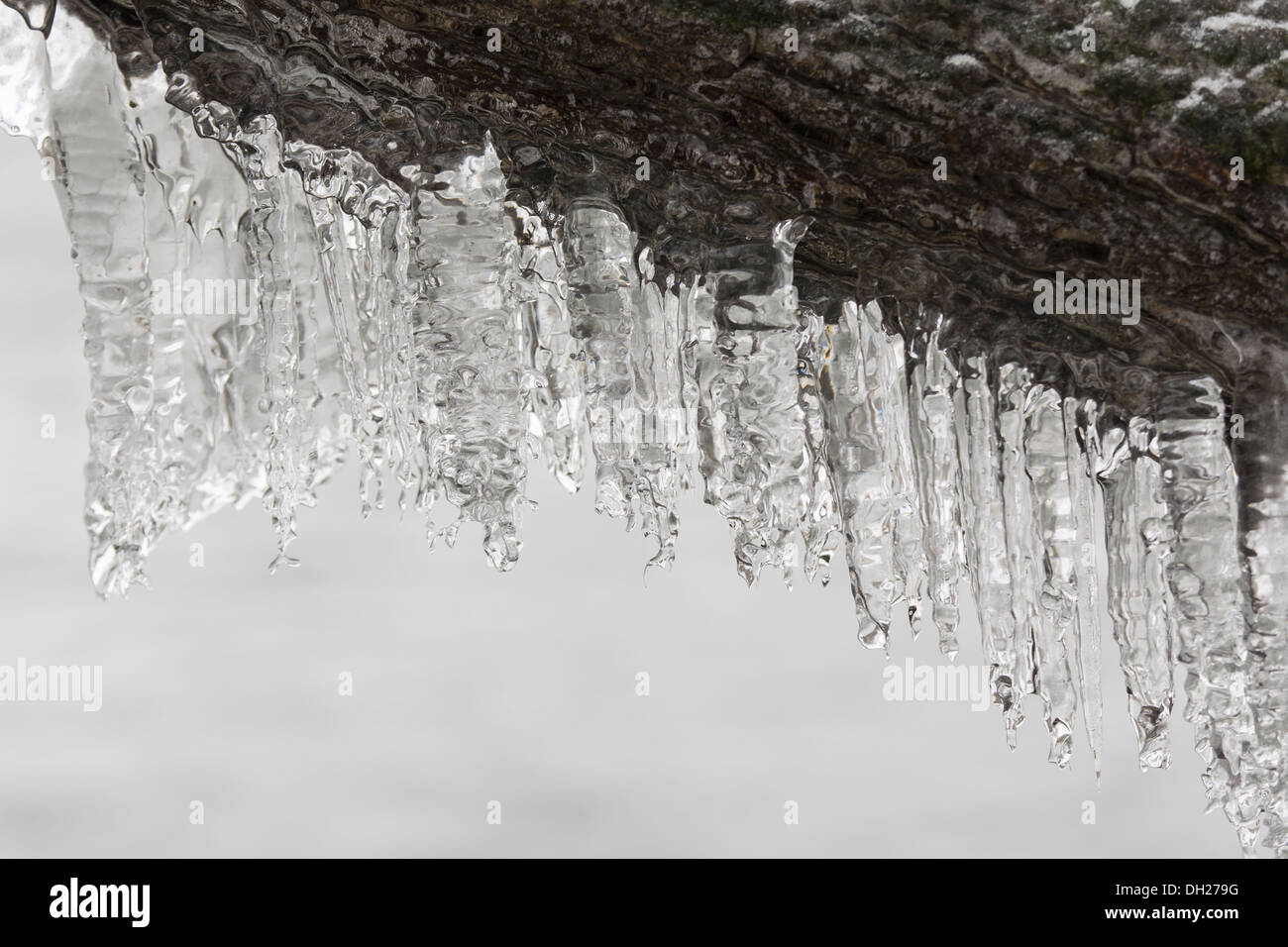 Ice on a tree Stock Photo - Alamy