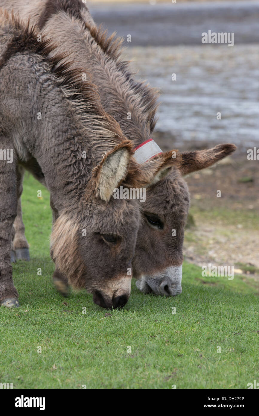 Donkees hi-res stock photography and images - Alamy