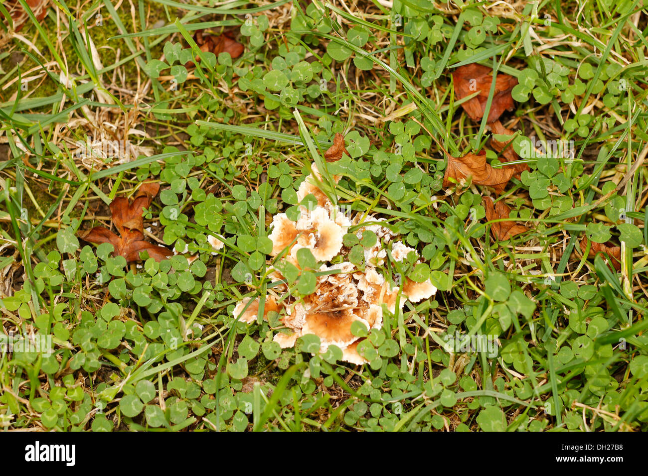 Fungi growing in the grass of a cow pasture, October 2013 Stock Photo ...