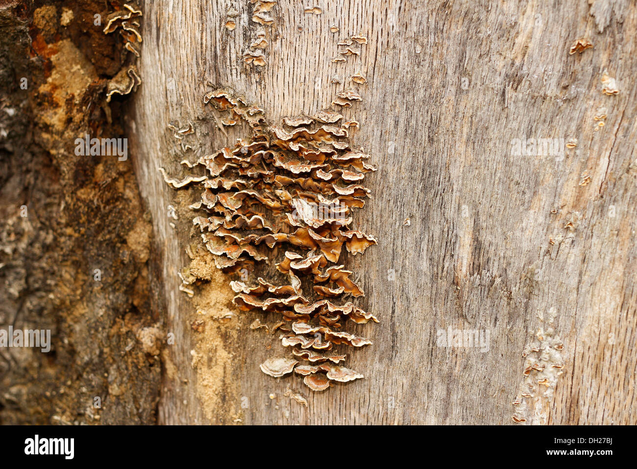 Fungi growing on a rural tree Stock Photo - Alamy