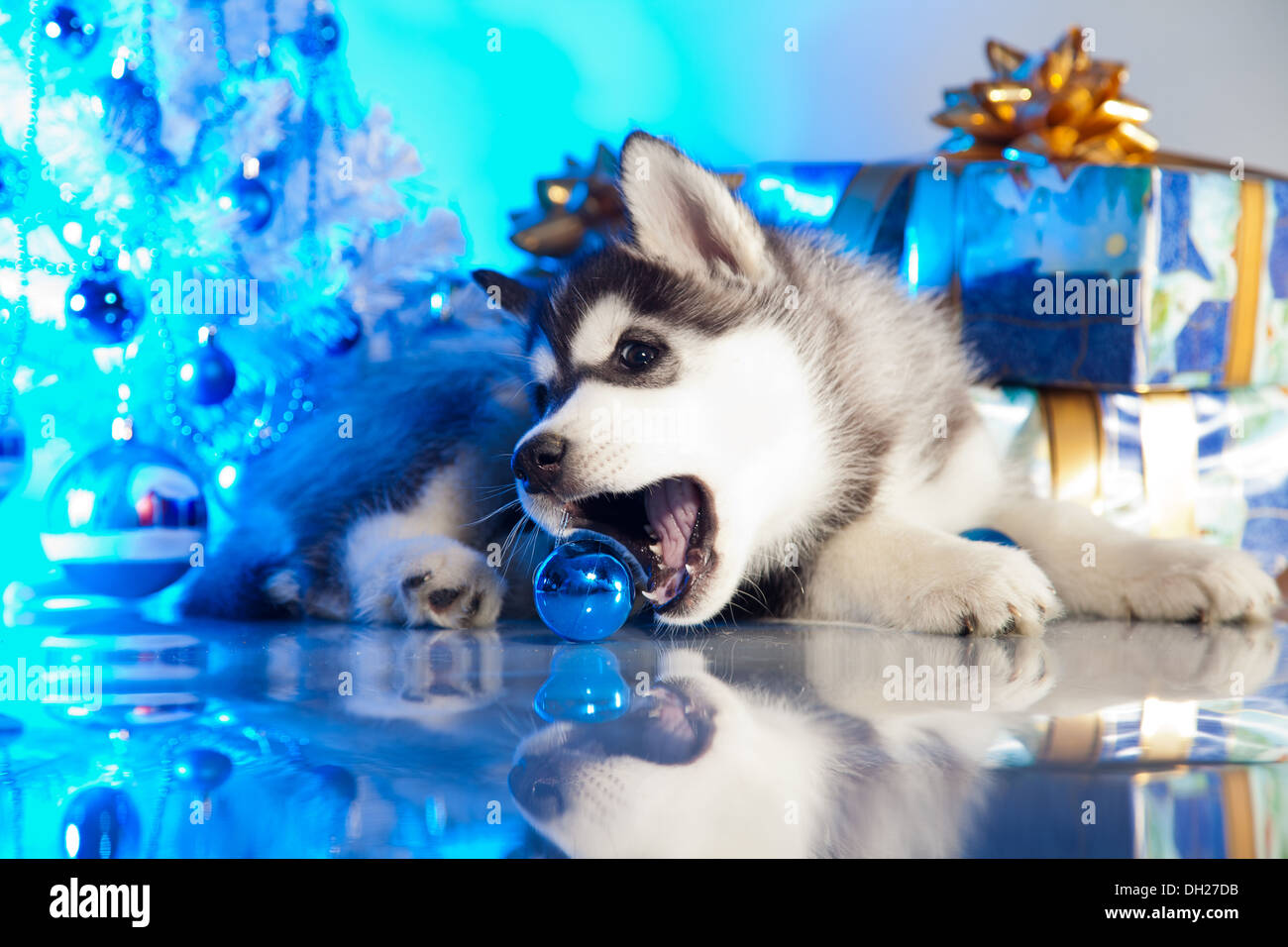 siberian husky puppy with christmas decoration Stock Photo - Alamy