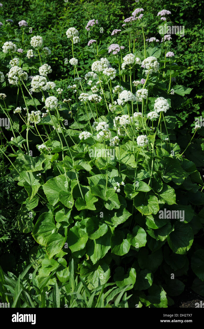 Valeriana officinalis garten baldrian hi-res stock photography and ...