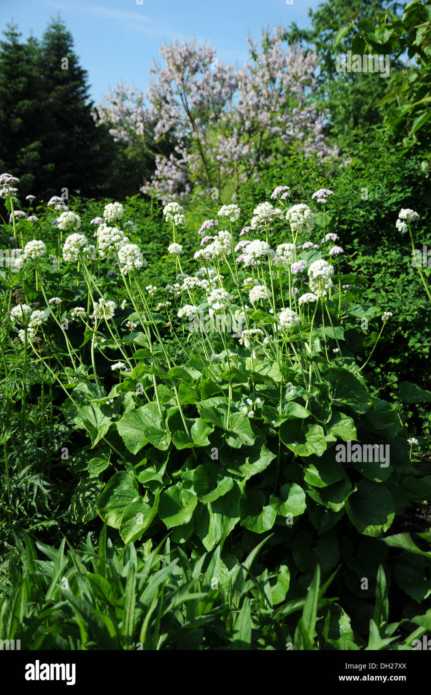 Valeriana officinalis garten baldrian hi-res stock photography and ...