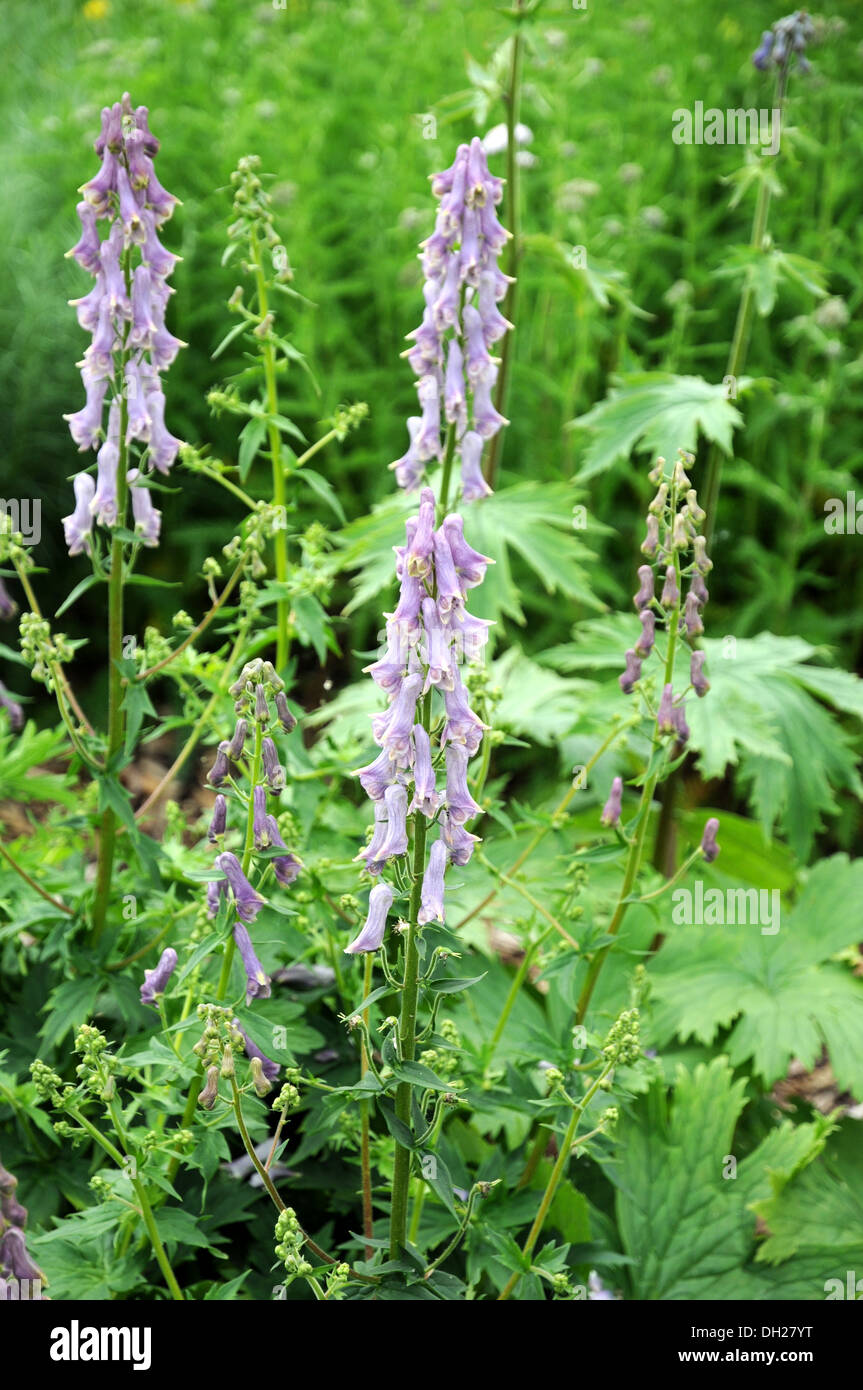 Ragged plant hi-res stock photography and images - Alamy