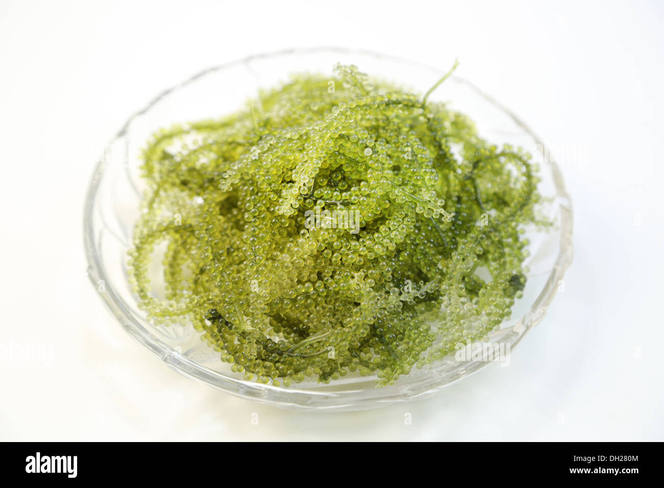 Caulerpa lentillifera hi-res stock photography and images - Alamy