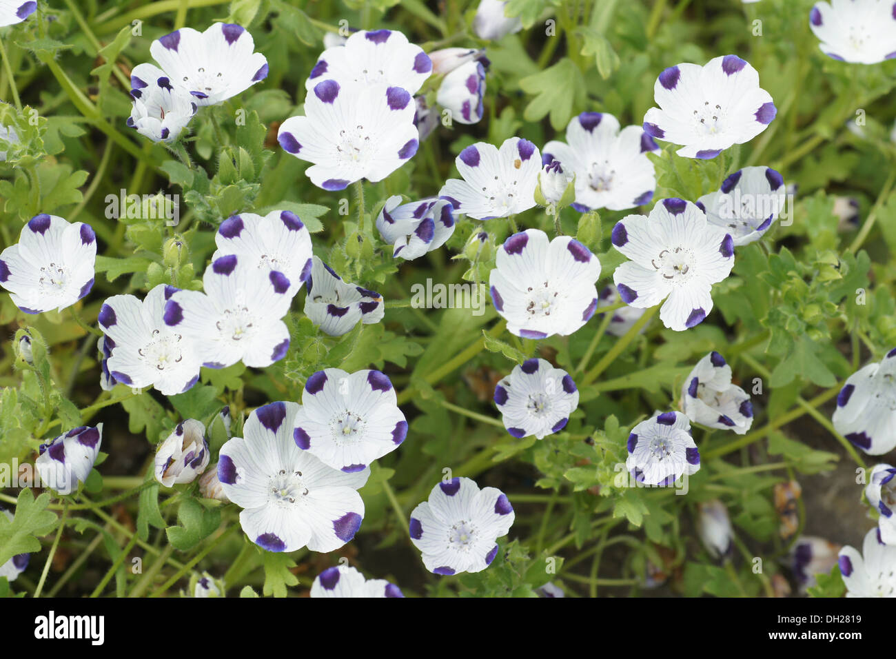 Five spot hi-res stock photography and images - Alamy