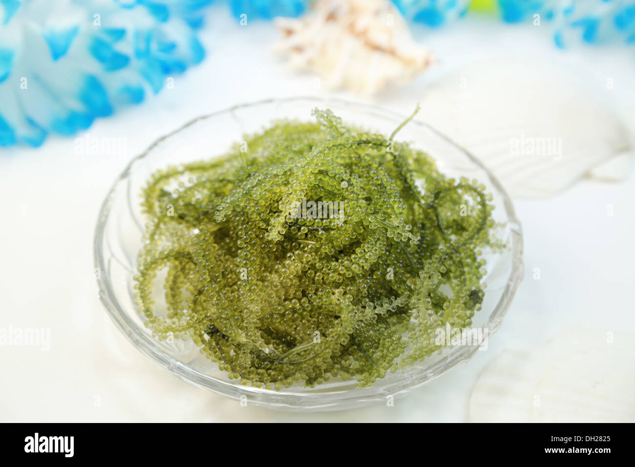 Caulerpa lentillifera hi-res stock photography and images - Alamy