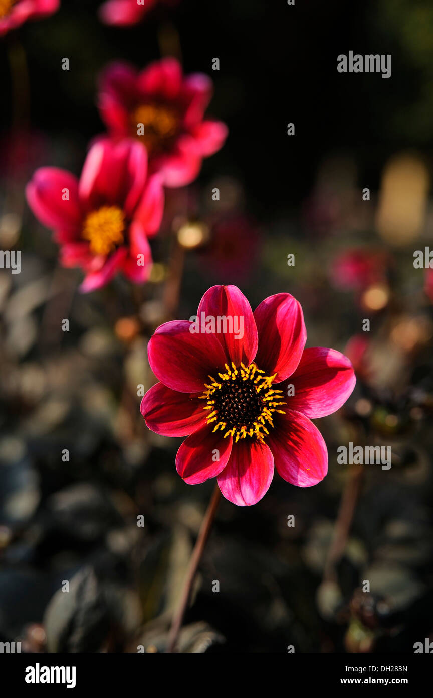 Mignon dahlia dahlia hi-res stock photography and images - Alamy