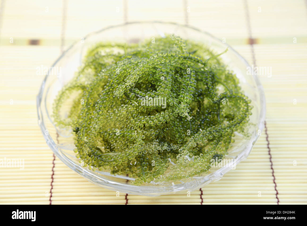 Caulerpa lentillifera hi-res stock photography and images - Alamy