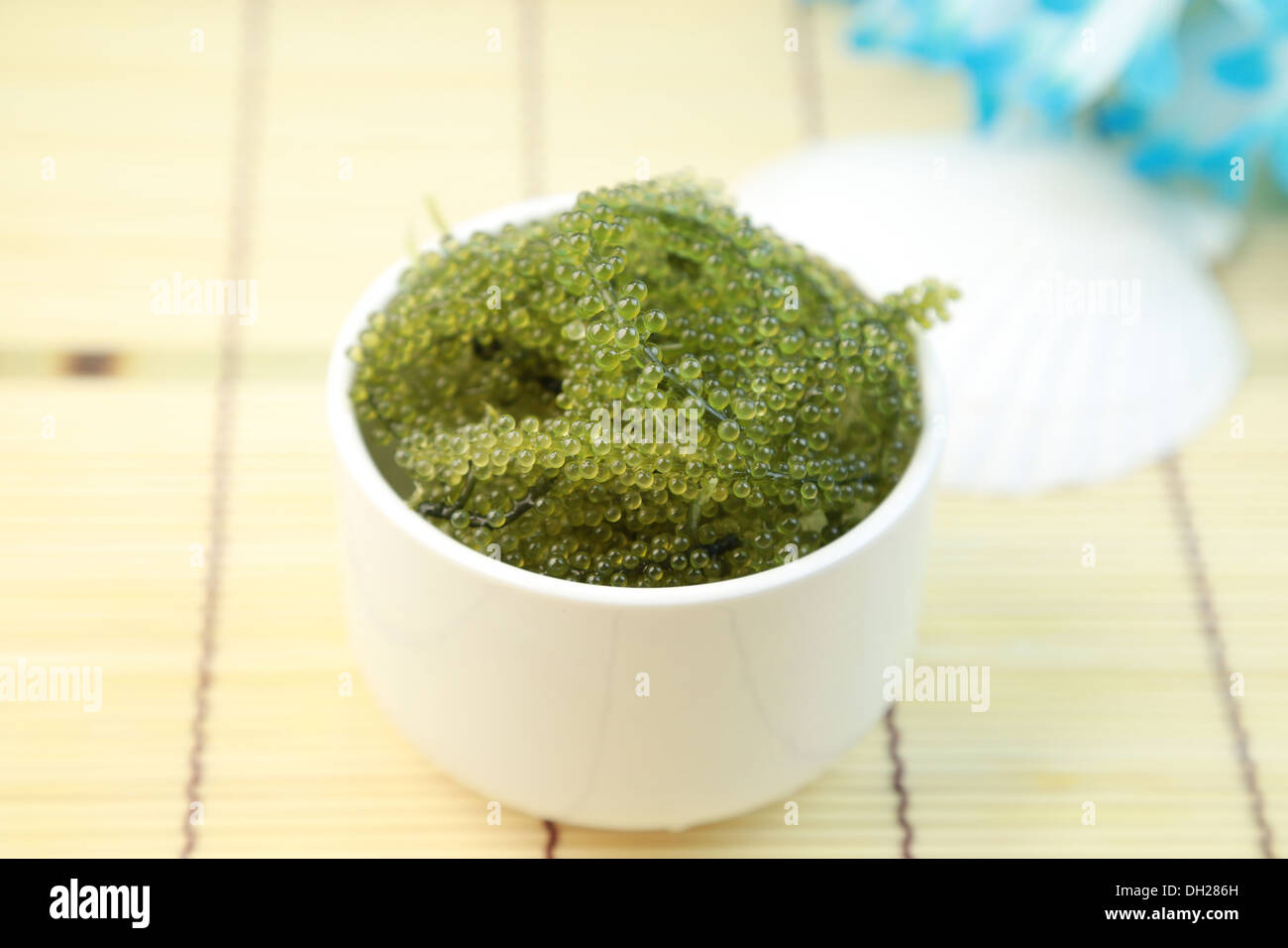 Caulerpa lentillifera hi-res stock photography and images - Alamy