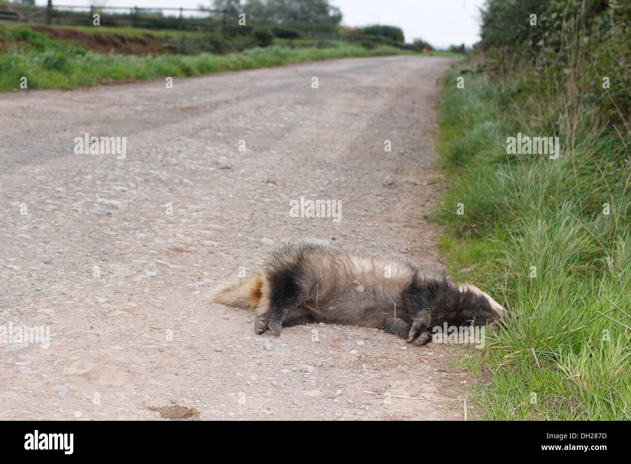 Dead badger beside of quiet rural lane in Somerset, near Cheddar ...