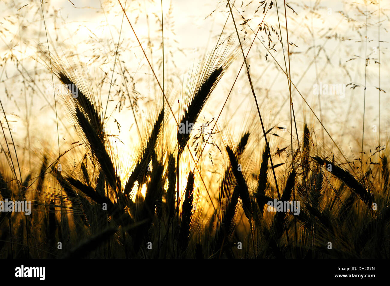 Rye plants hi-res stock photography and images - Alamy