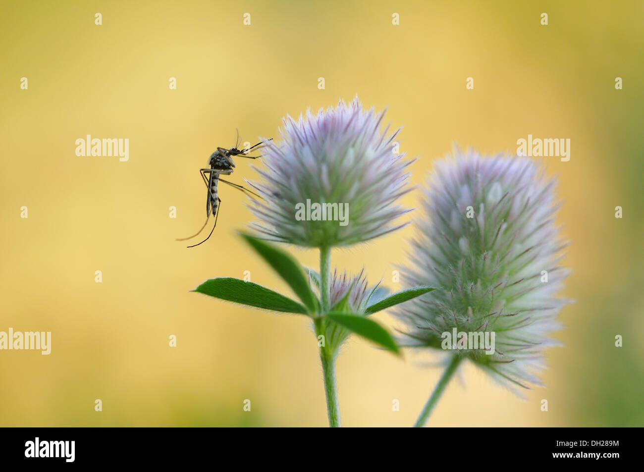 Trifolium l hi-res stock photography and images - Alamy