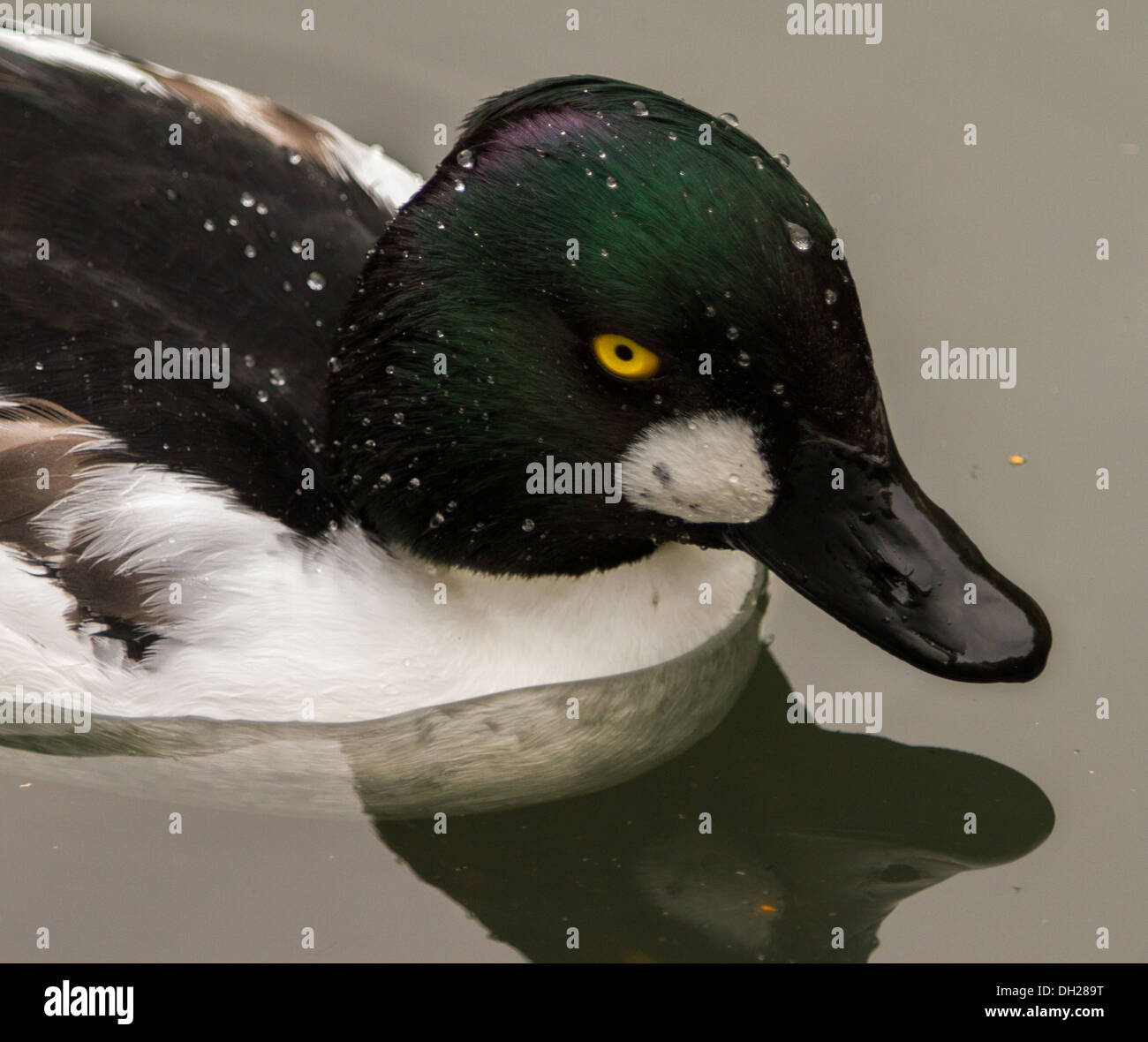 Common Goldeneye. Swimming in lake, close up side profile Stock Photo ...