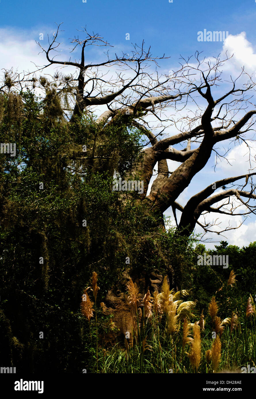 Tall tropical trees in hi-res stock photography and images - Alamy