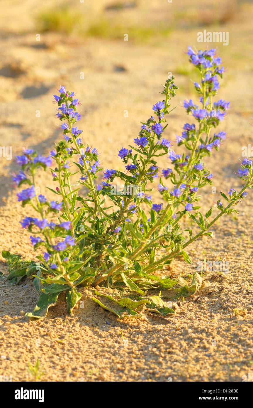 Echium vulgare hi-res stock photography and images - Alamy