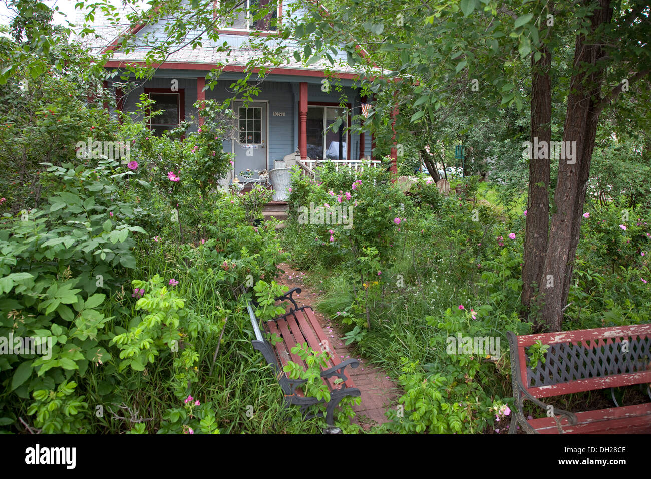 Unruly trees hi-res stock photography and images - Alamy