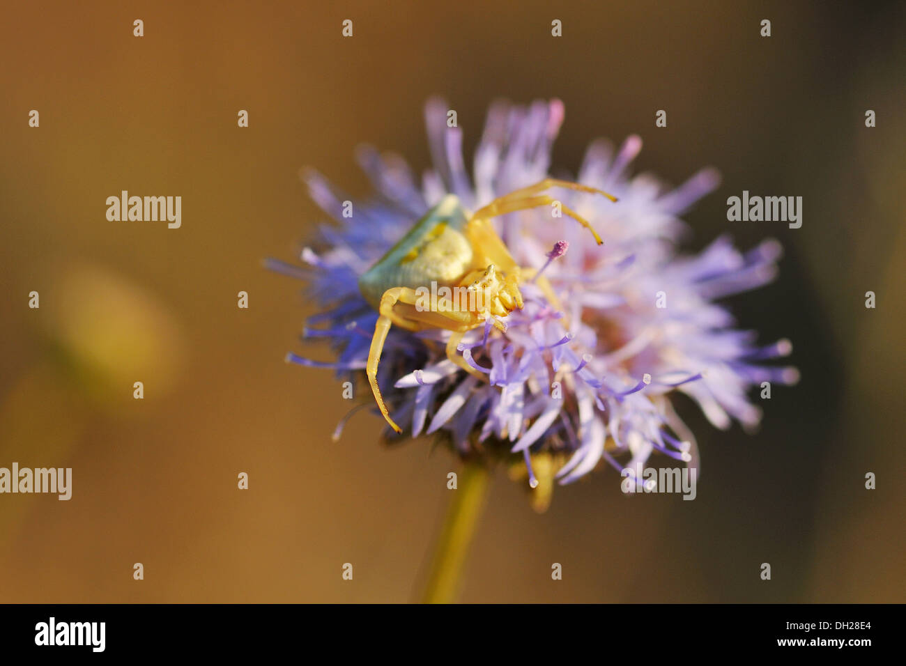 Crab insects hi-res stock photography and images - Alamy