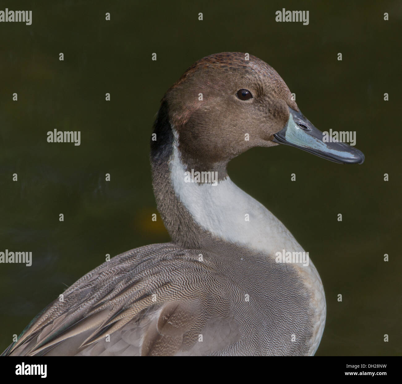 Pintail duck uk hi-res stock photography and images - Alamy