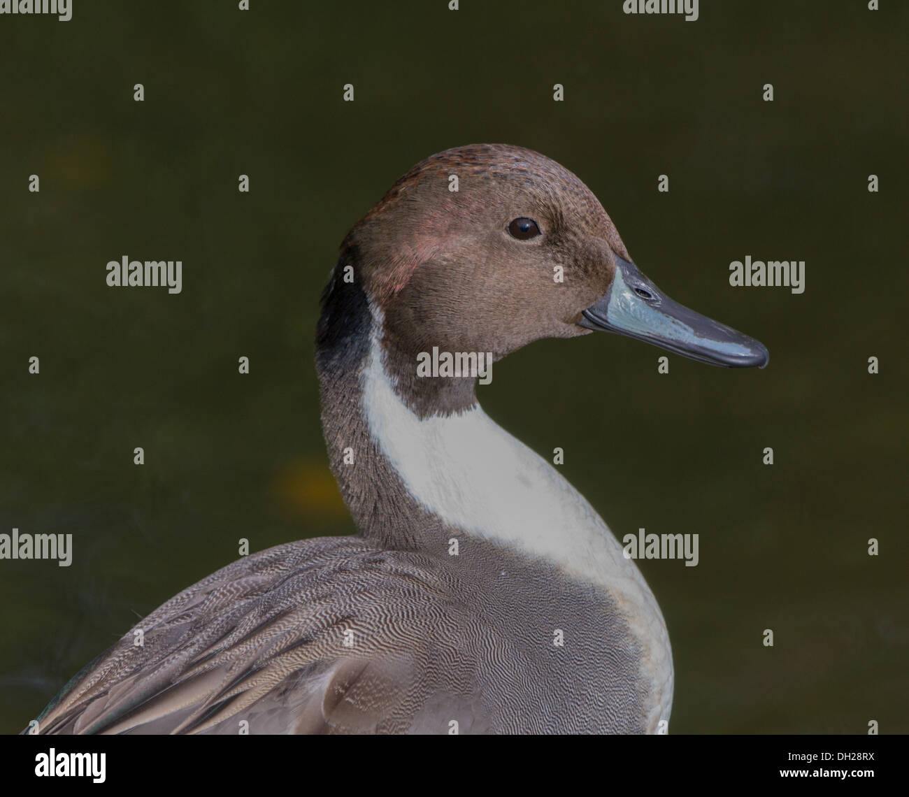 Pintail duck uk hi-res stock photography and images - Alamy