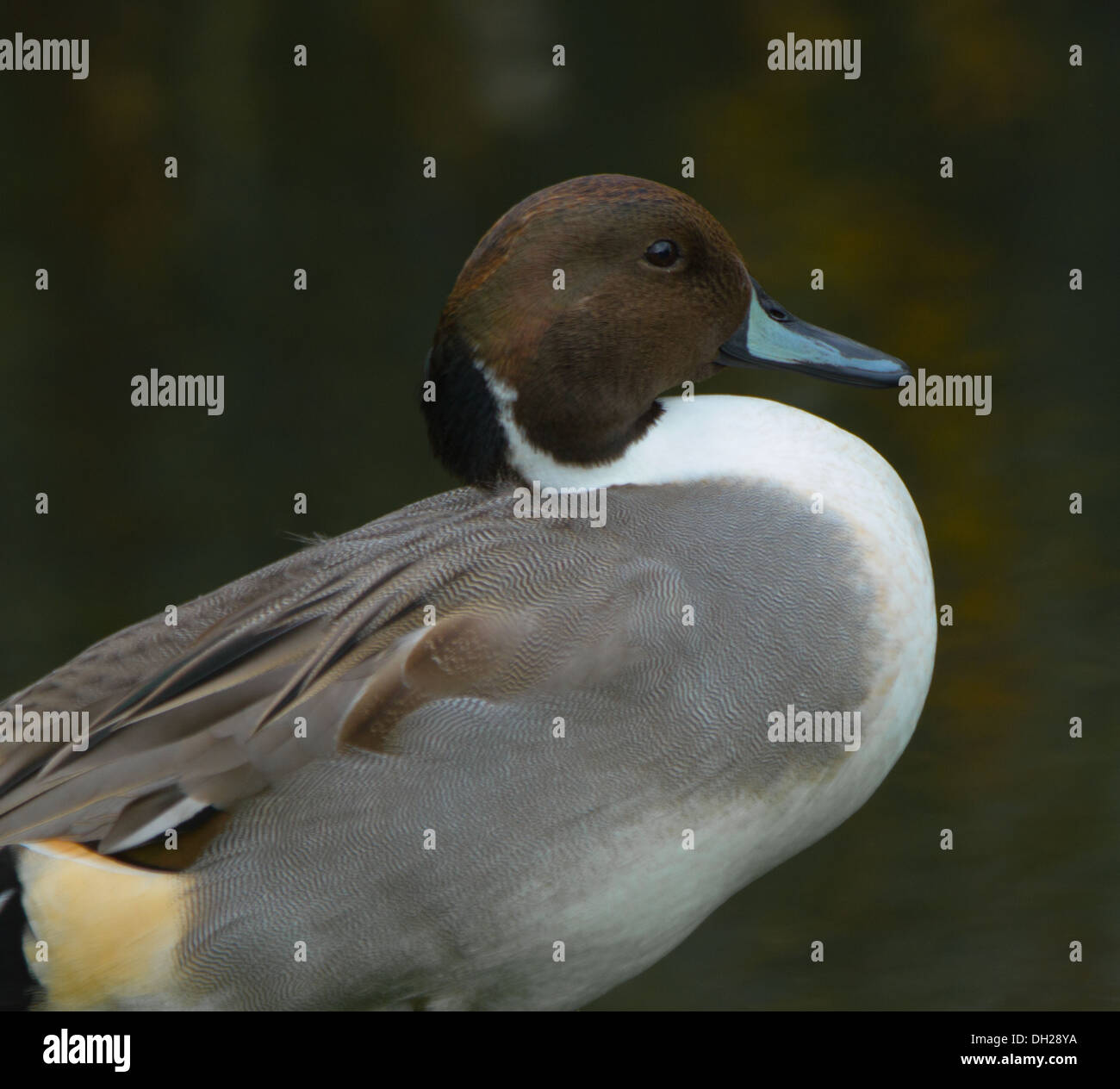Northern Pintail Duck, side profile, by waters edge Stock Photo - Alamy