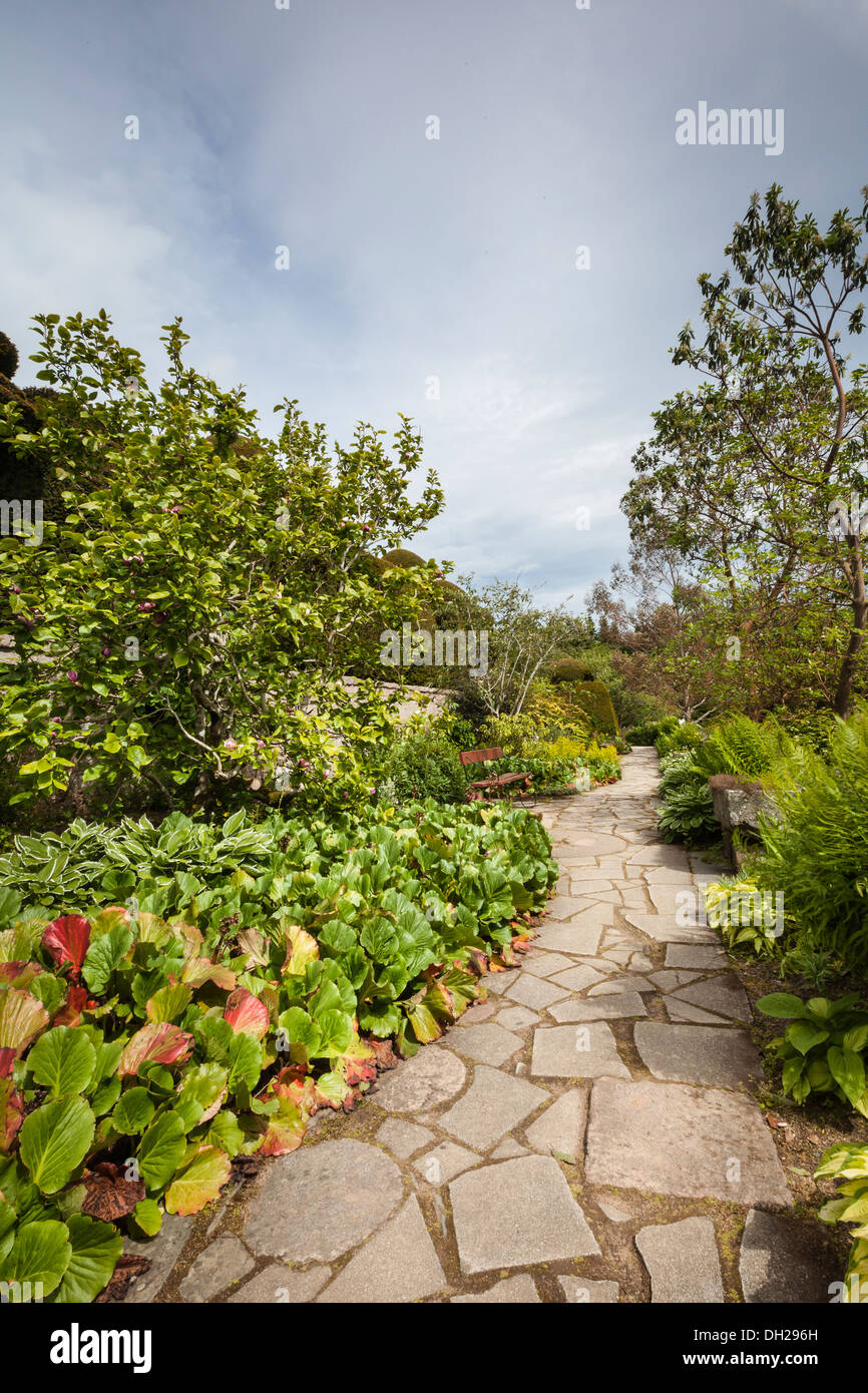 Bergenia border & slab path in walled garden at Crathes Castle in ...